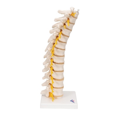 3B Scientific Thoracic Spine Model | Health and Care